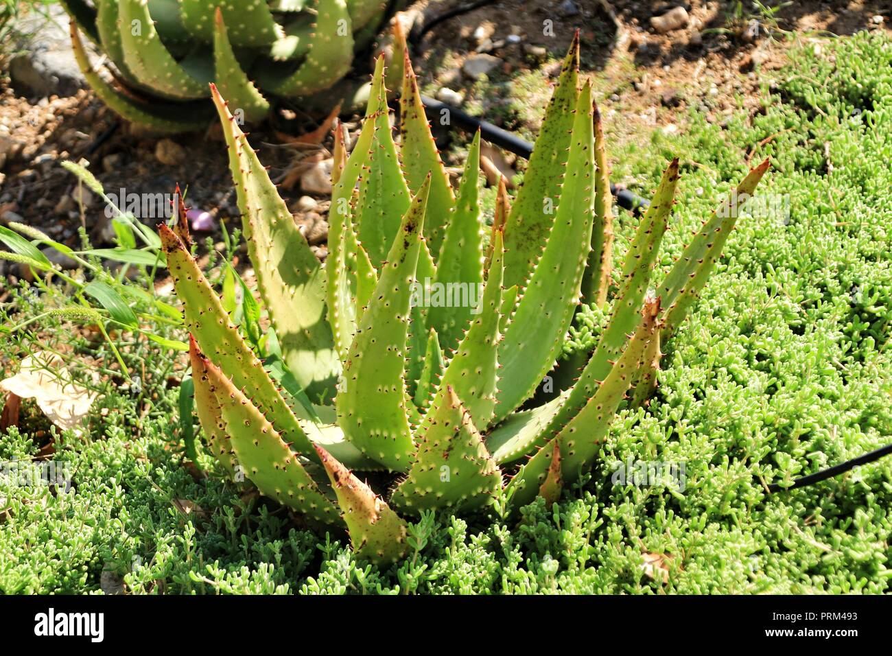 Aloe Ferox plant under blue sky Stock Photo - Alamy