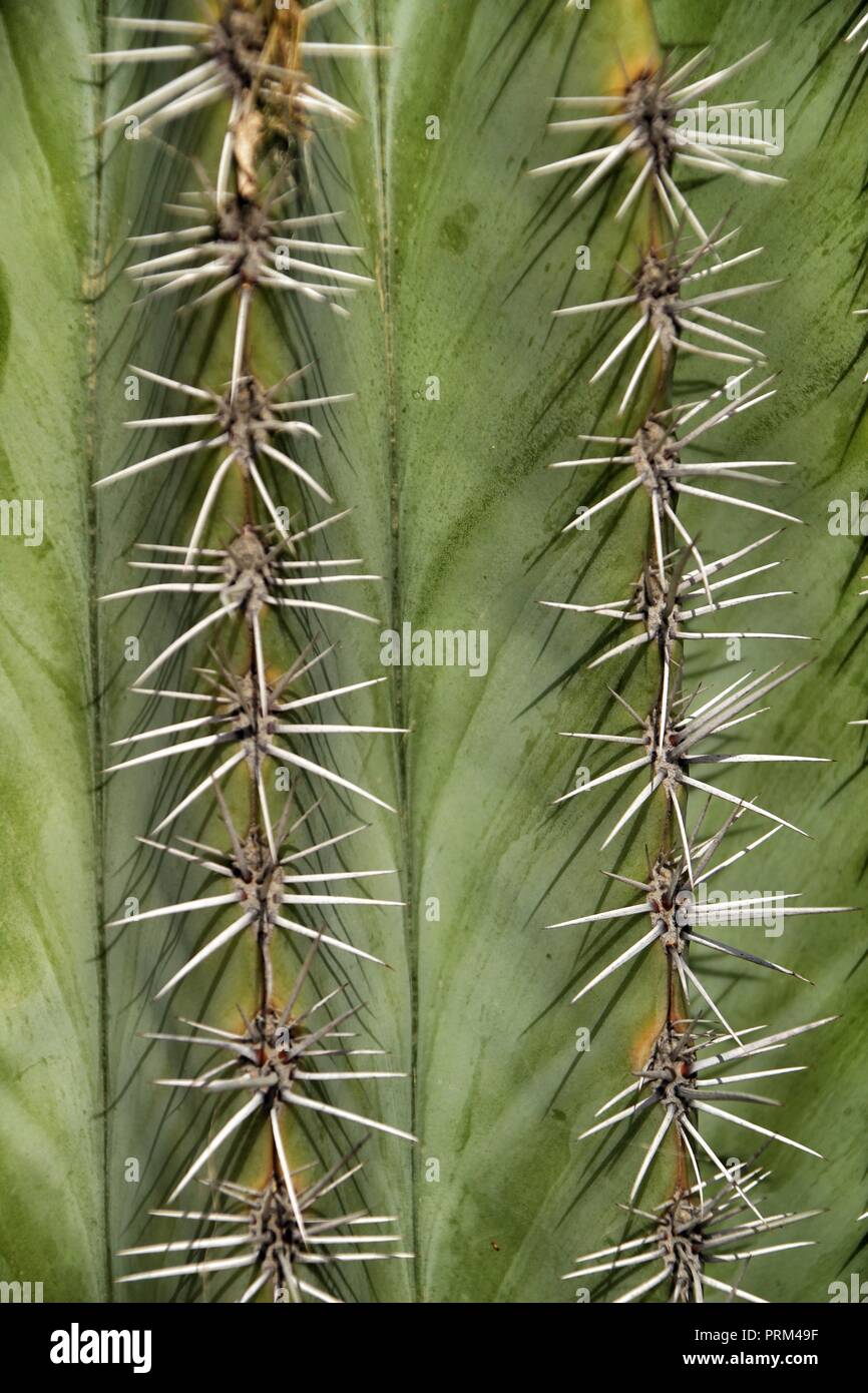 Cactus texture hi-res stock photography and images - Alamy