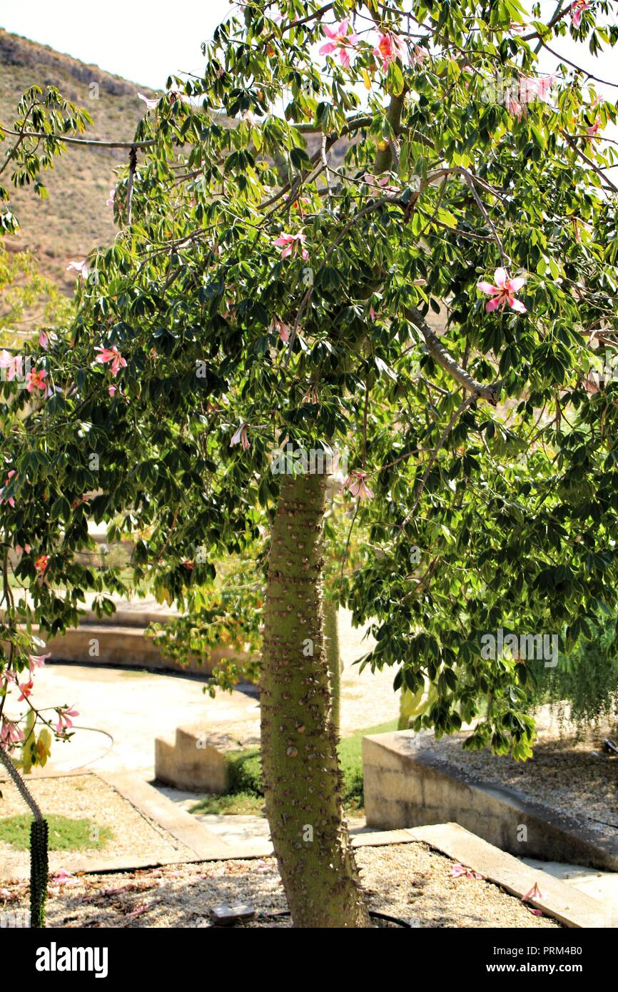 Beautiful Ceiba speciosa tree in the garden under the sun in Nijar ...