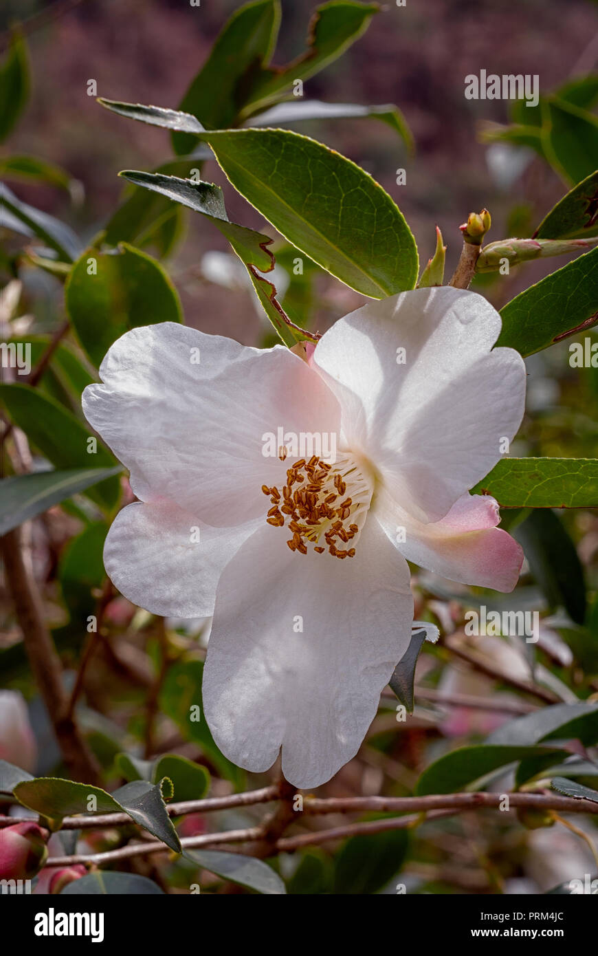 Camellia cuspidata, Theaceae, evergreen shurb, simple flower white ...