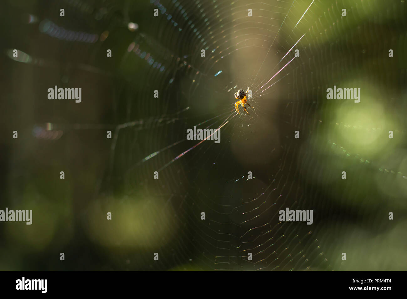 Spiders web with silk threads shining in a forest. Shallow depth of ...