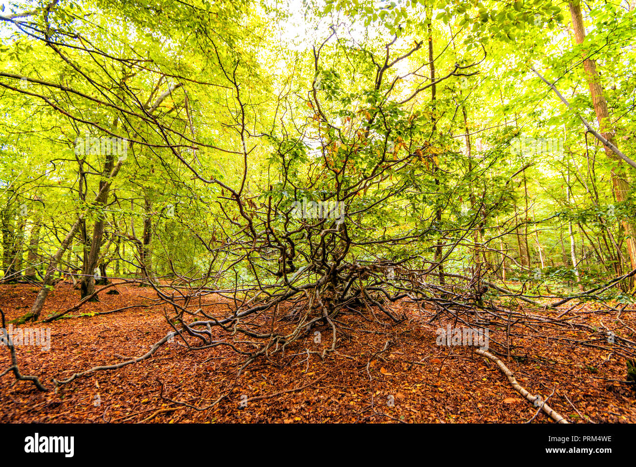 Autumn in beautiful Fore Wood Nature Reserve, Crowhurst, East Sussex ...