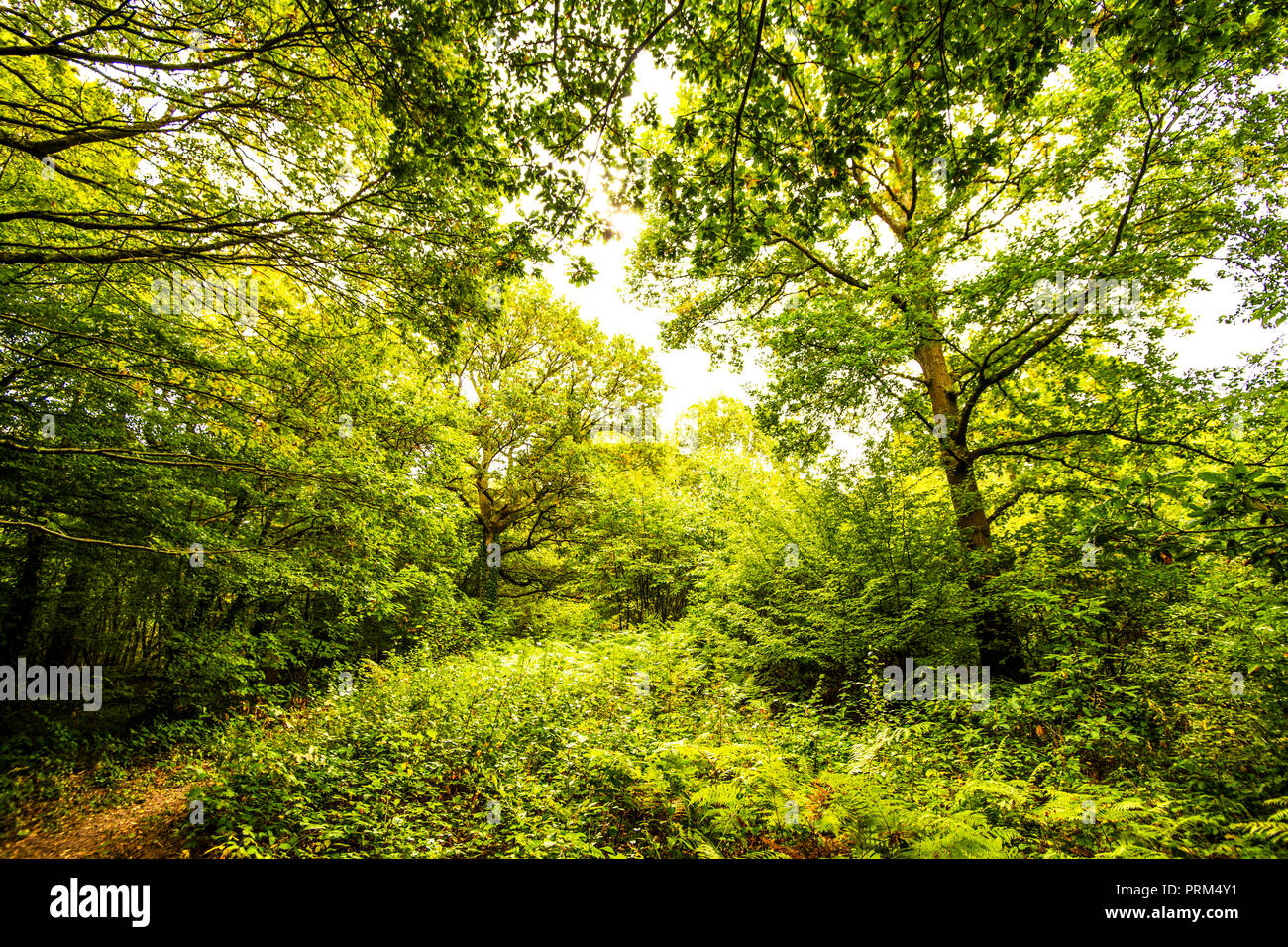 Autumn in beautiful Fore Wood Nature Reserve, Crowhurst, East Sussex ...
