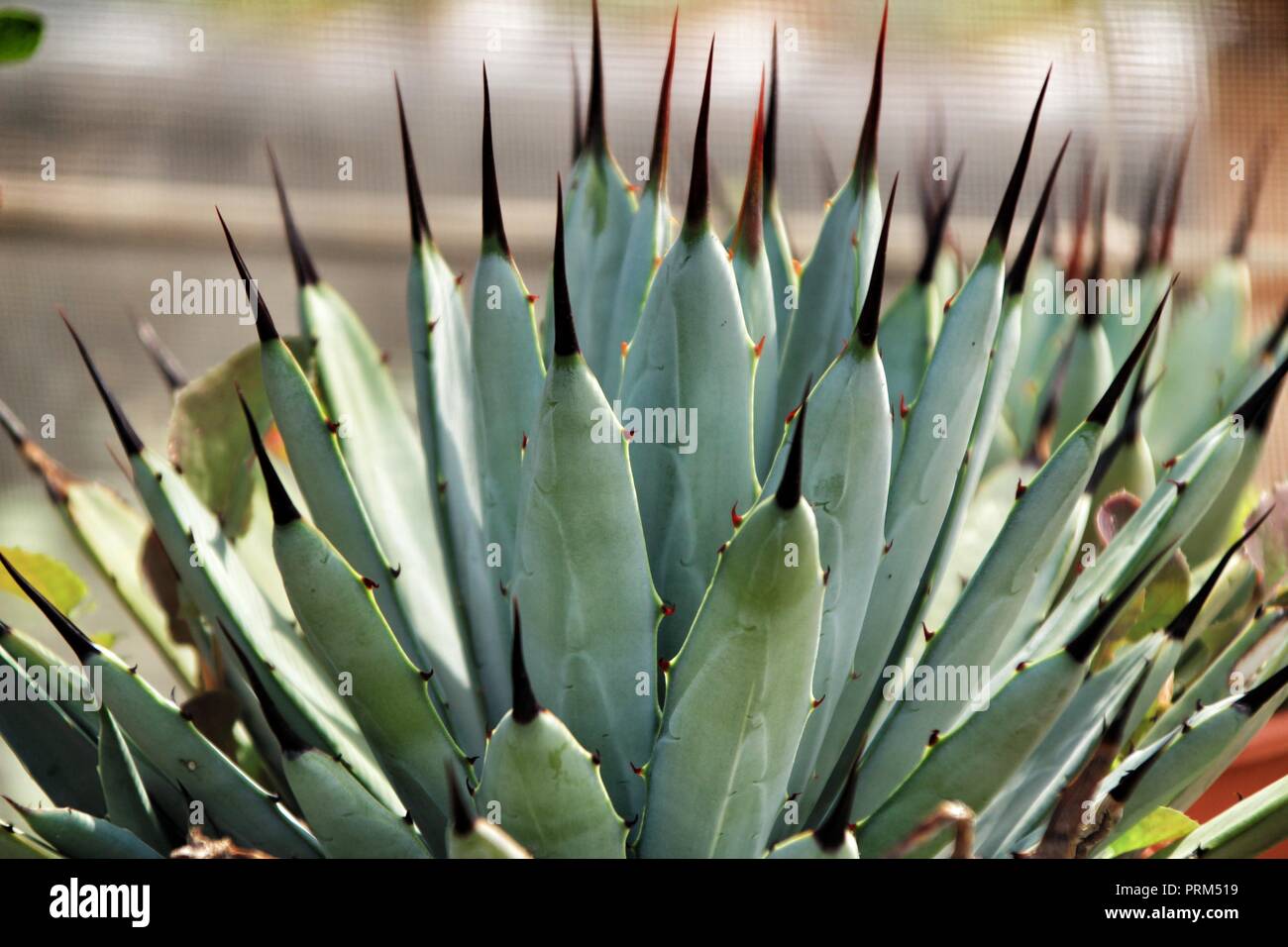 Beautiful Parry Agave macro picture in the garden Stock Photo - Alamy