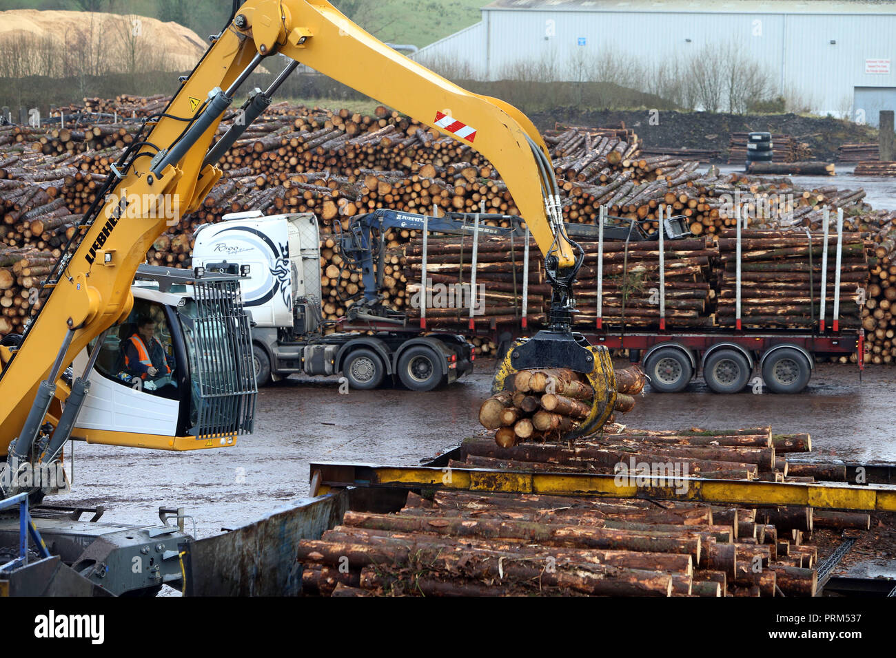 TO GO WITH STORY BY Arthur Beesley. DATE 8 FEB 2018. The Log yard of ...