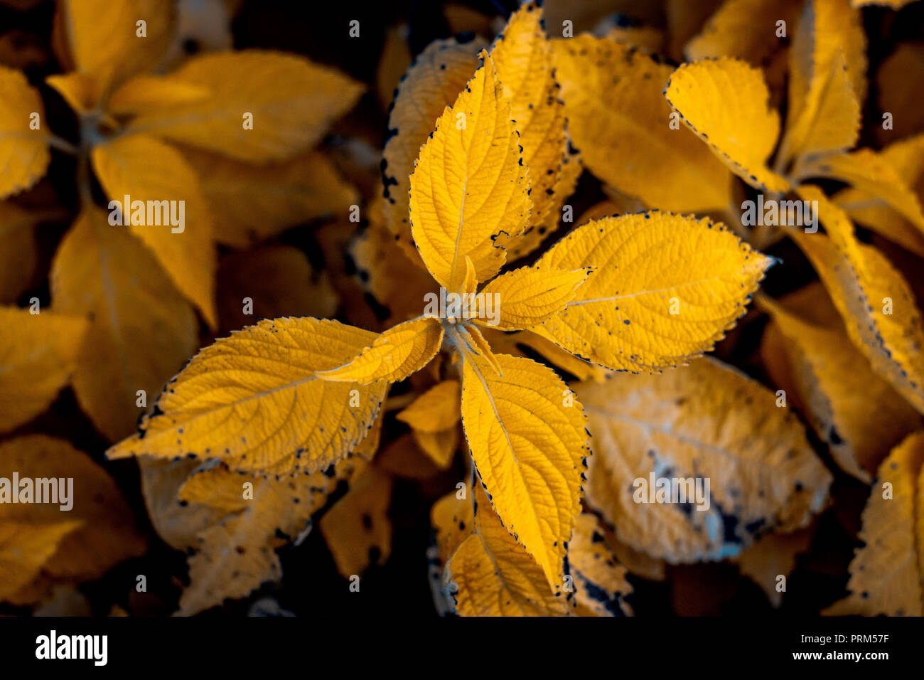 dried leaves closely photographed Stock Photo - Alamy