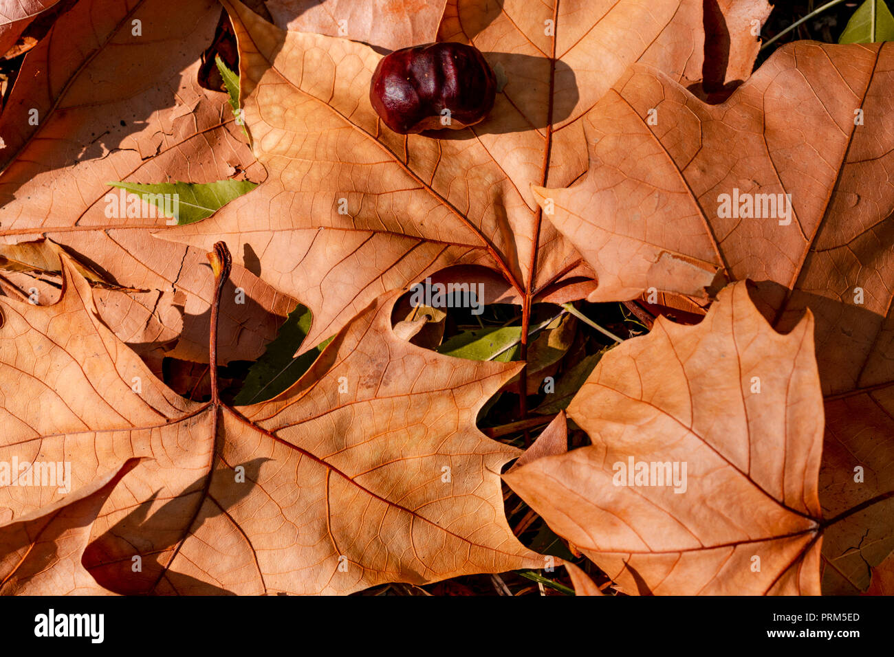 dried leaves closely photographed Stock Photo - Alamy