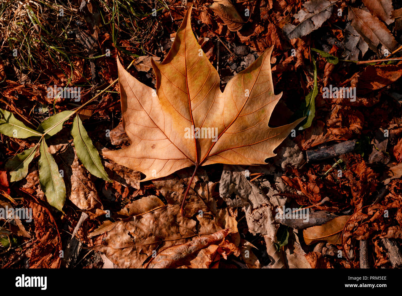dried leaves closely photographed Stock Photo - Alamy