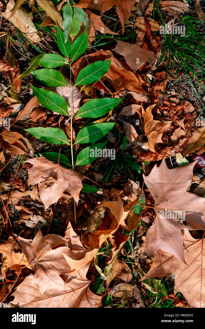 dried leaves closely photographed Stock Photo - Alamy