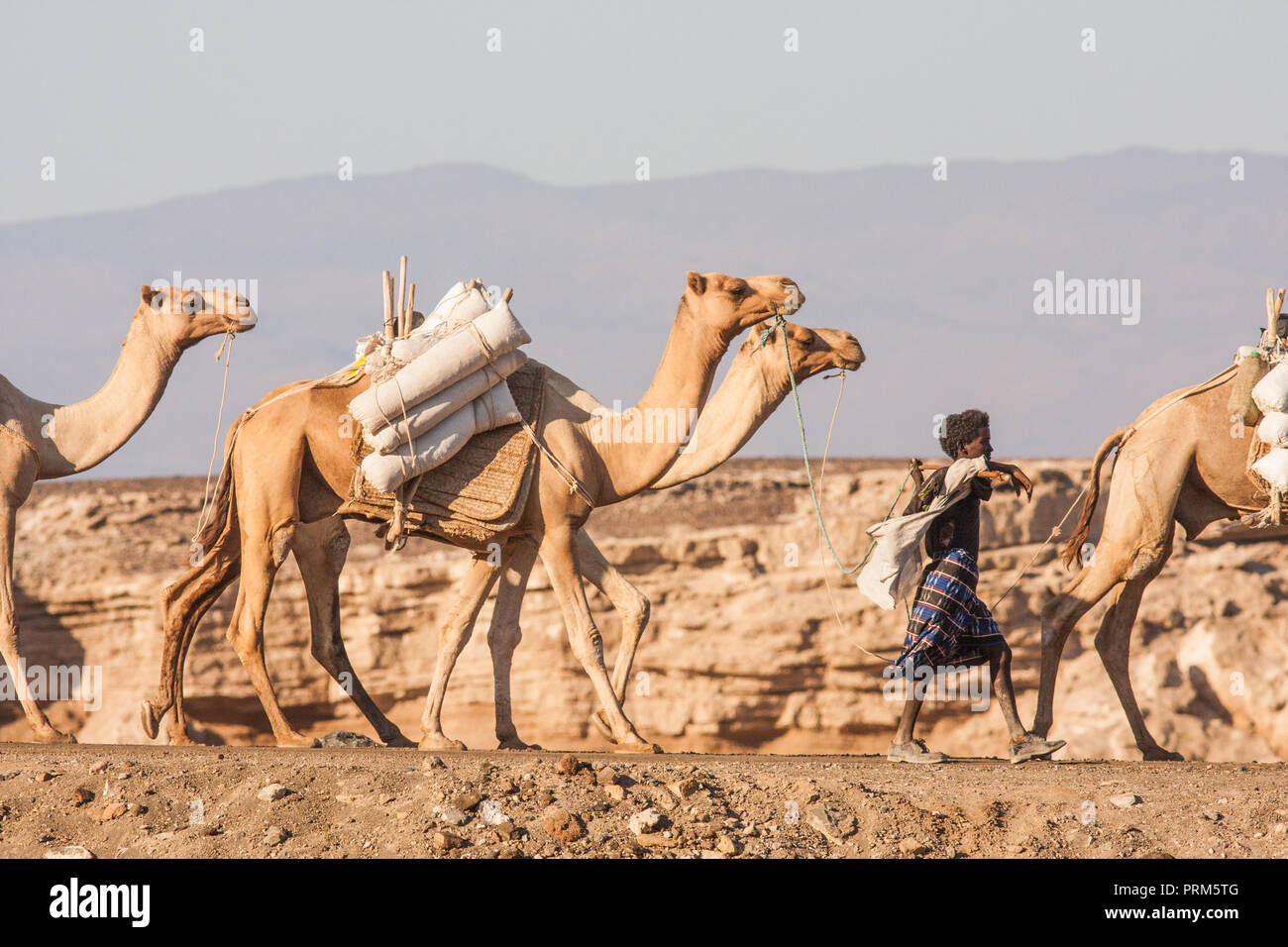 Bedouin caravan train hi-res stock photography and images - Alamy