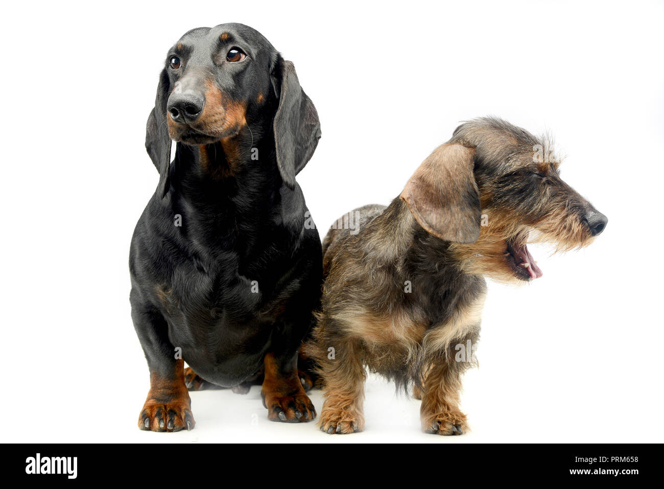 Two dachshund hi-res stock photography and images - Alamy