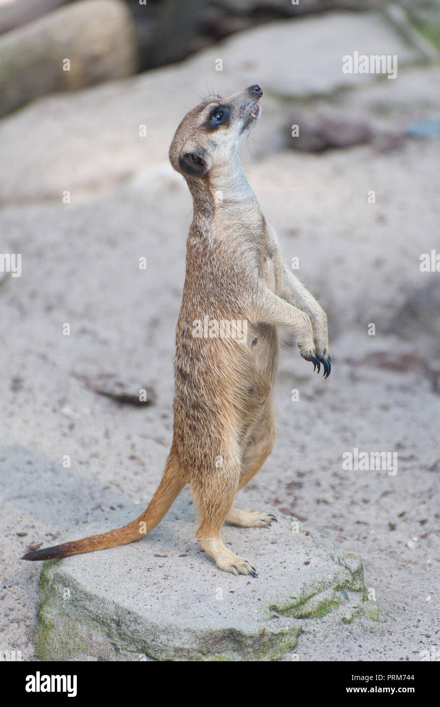 African native hi-res stock photography and images - Alamy