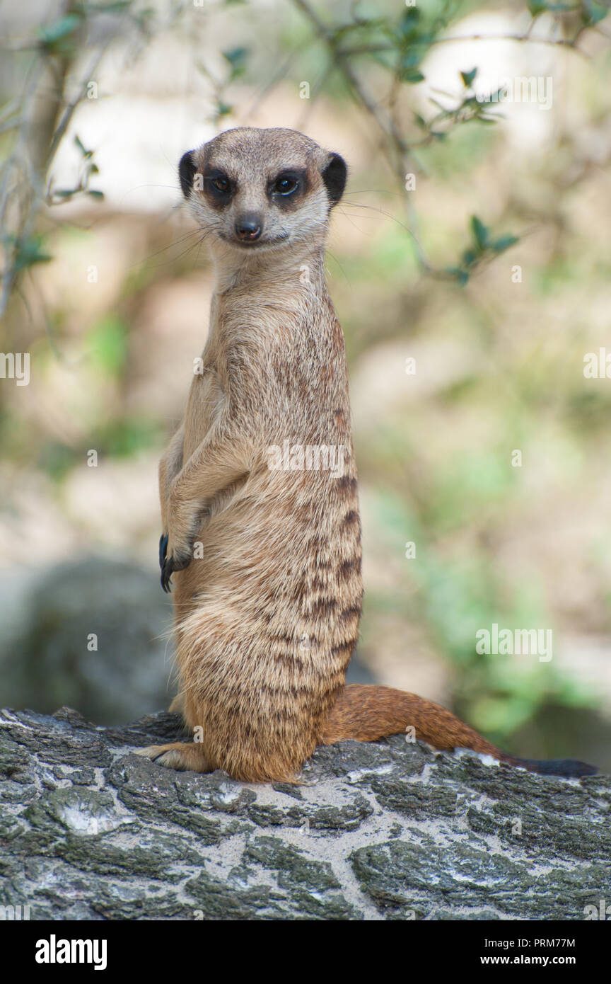 Meerkat suricate or Suricata suricatta. Small carnivoran belonging to ...