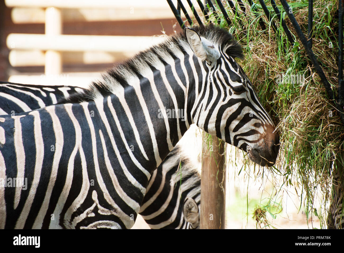 Zebra is eating grass close up portrait Stock Photo - Alamy