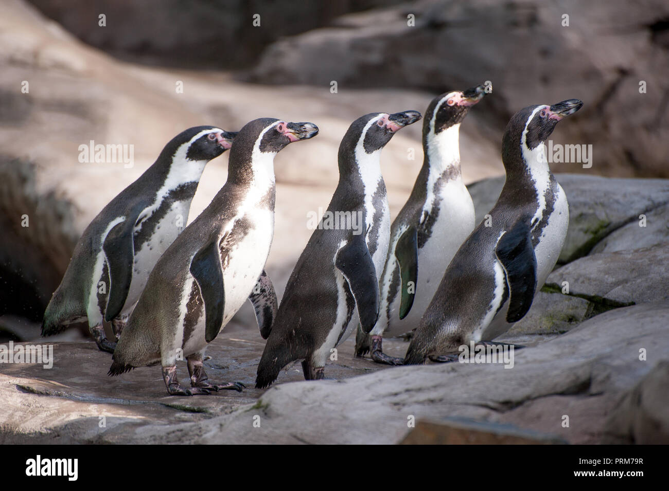 Group of african penguins hi-res stock photography and images - Alamy