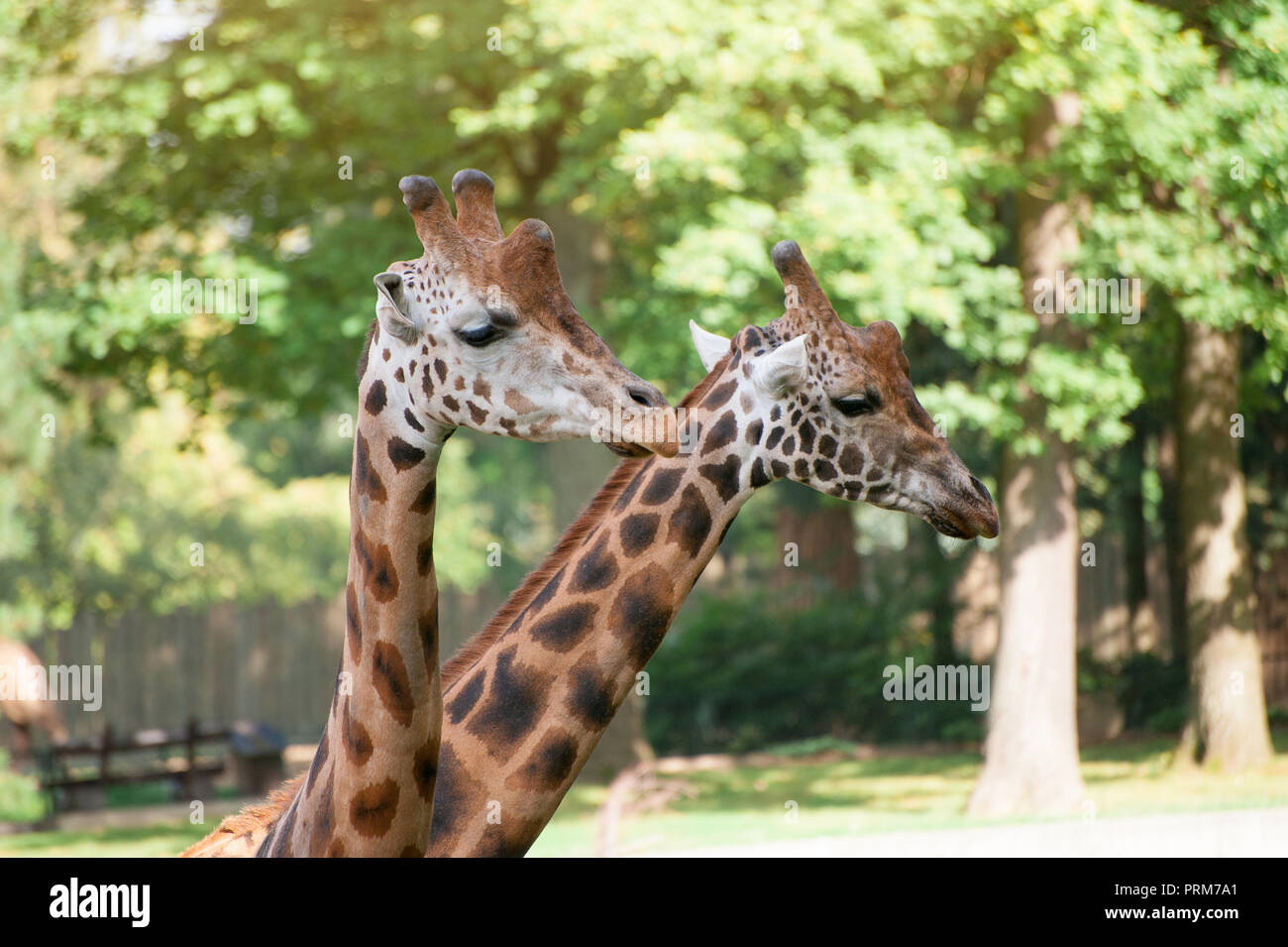 Close up on giraffes head hi-res stock photography and images - Alamy
