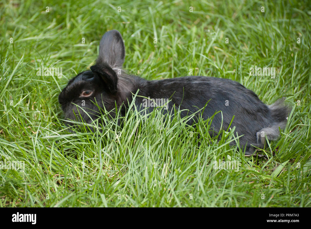 Black rabbit lies in the green grass Stock Photo - Alamy