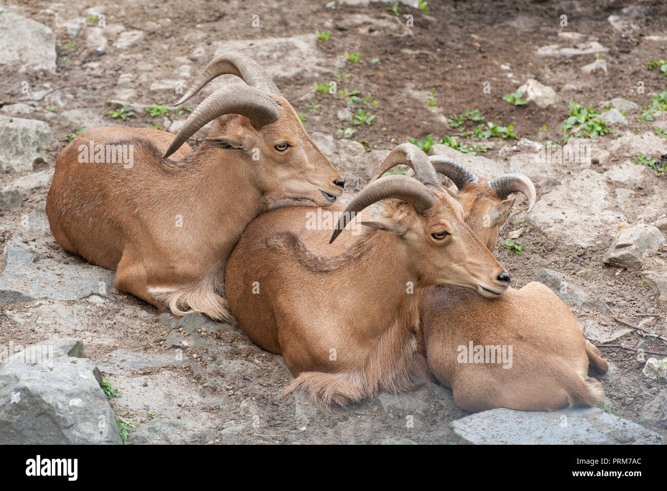 Wild brown goats - Sumatran serow (Capricornis sumatraensis), also ...