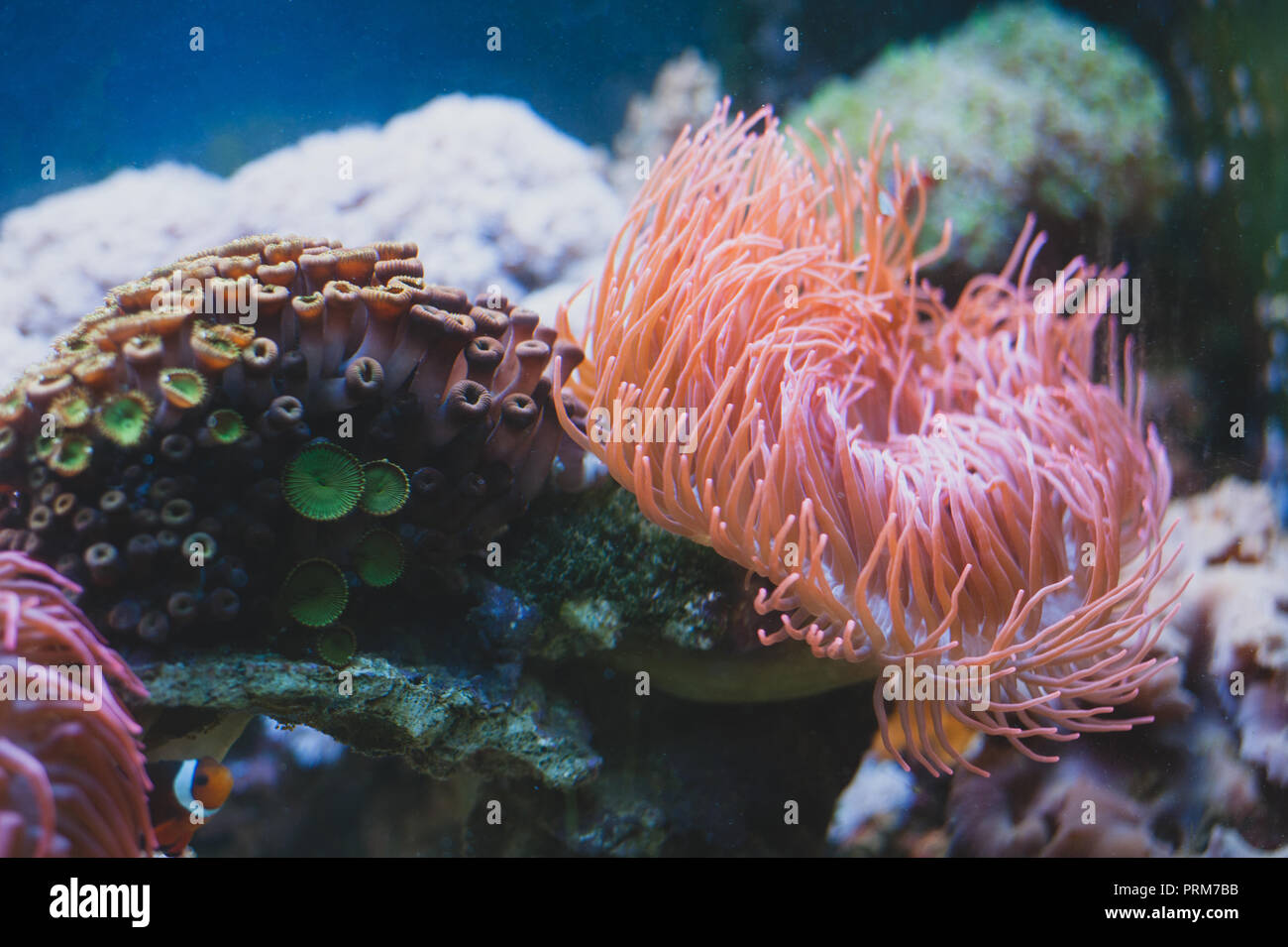 Sea Anemone and in aquarium. Marine life Stock Photo - Alamy