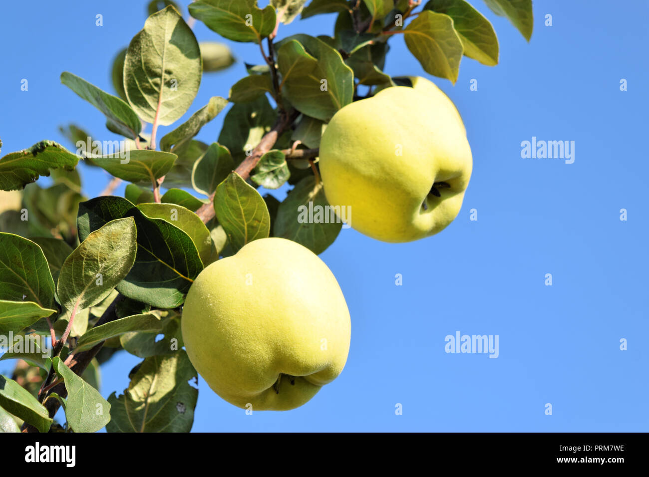 Apple quince fruit orchard Stock Photo - Alamy