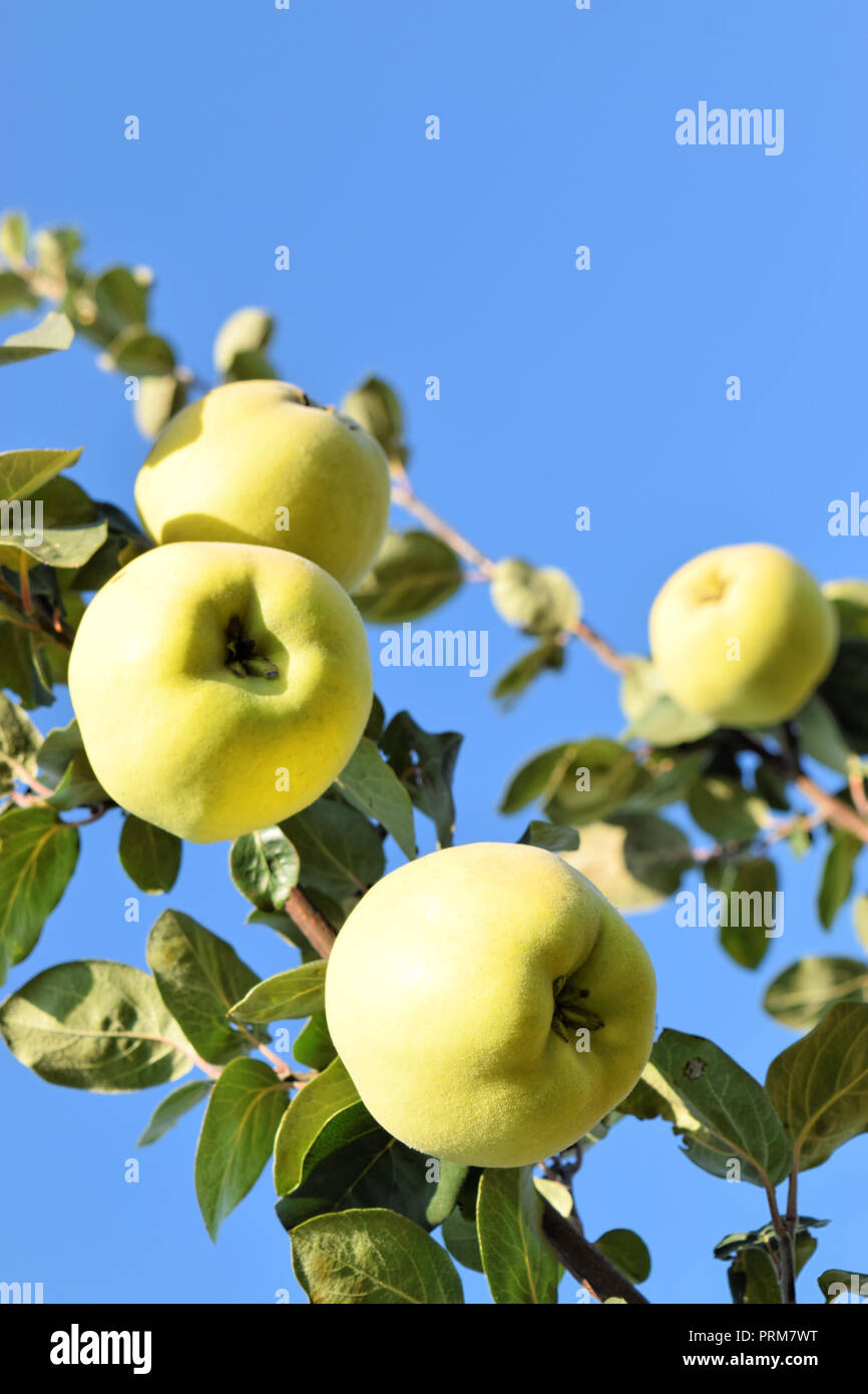 Apple quince fruit orchard Stock Photo - Alamy