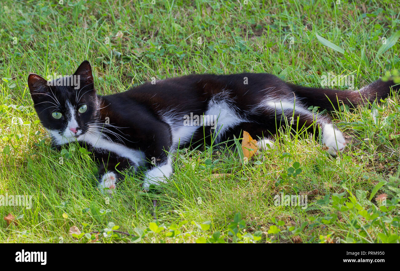 Black And White Cat Outside