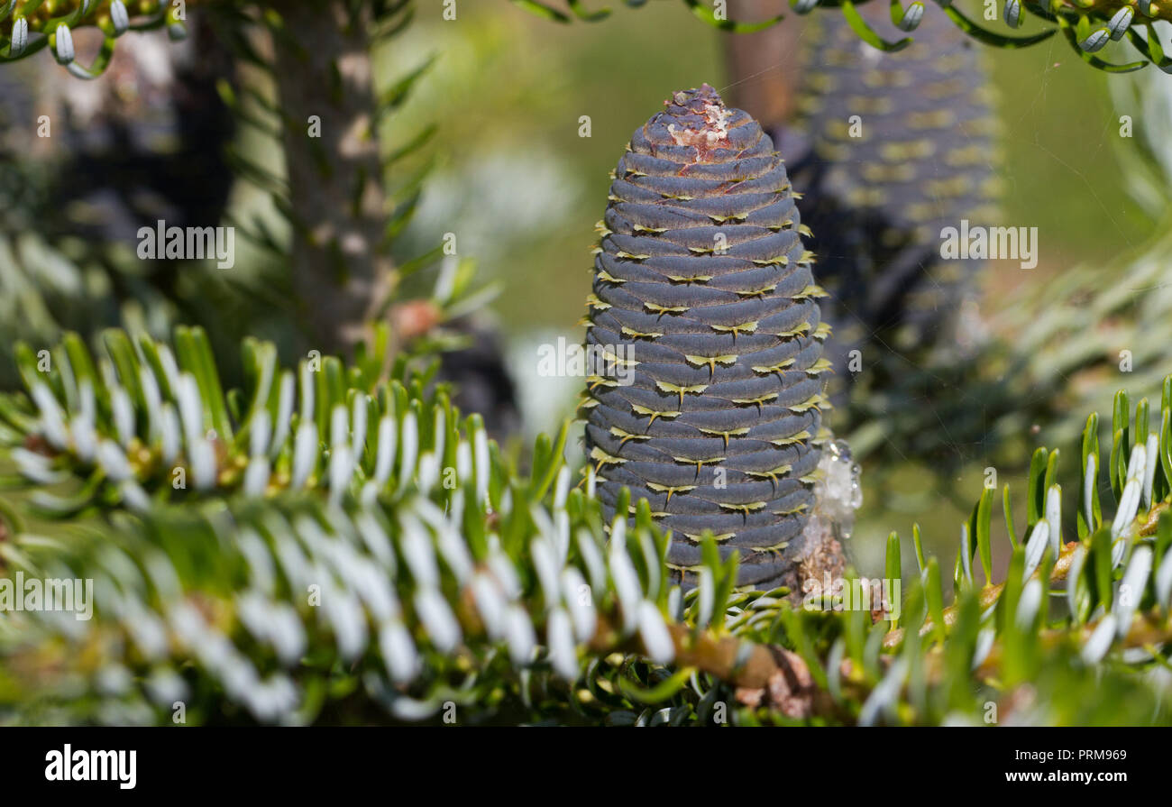 Pine tree with fresh cones and green pine needles Stock Photo - Alamy