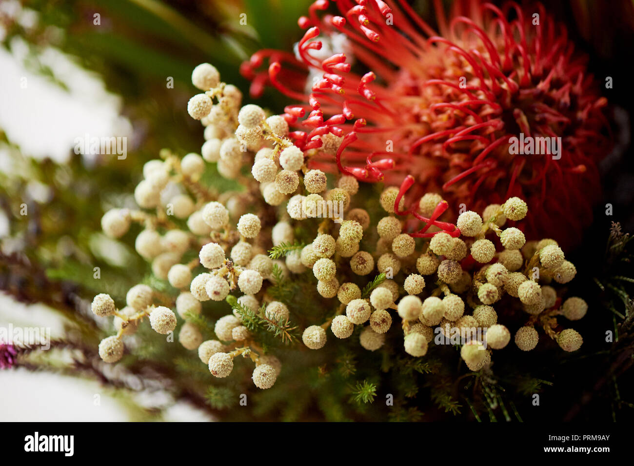Spray brunia hi-res stock photography and images - Alamy