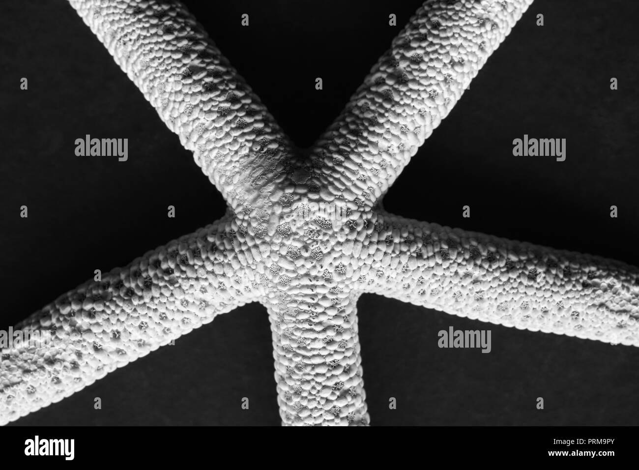 Black and white close up picture of a starfish on a dark background ...