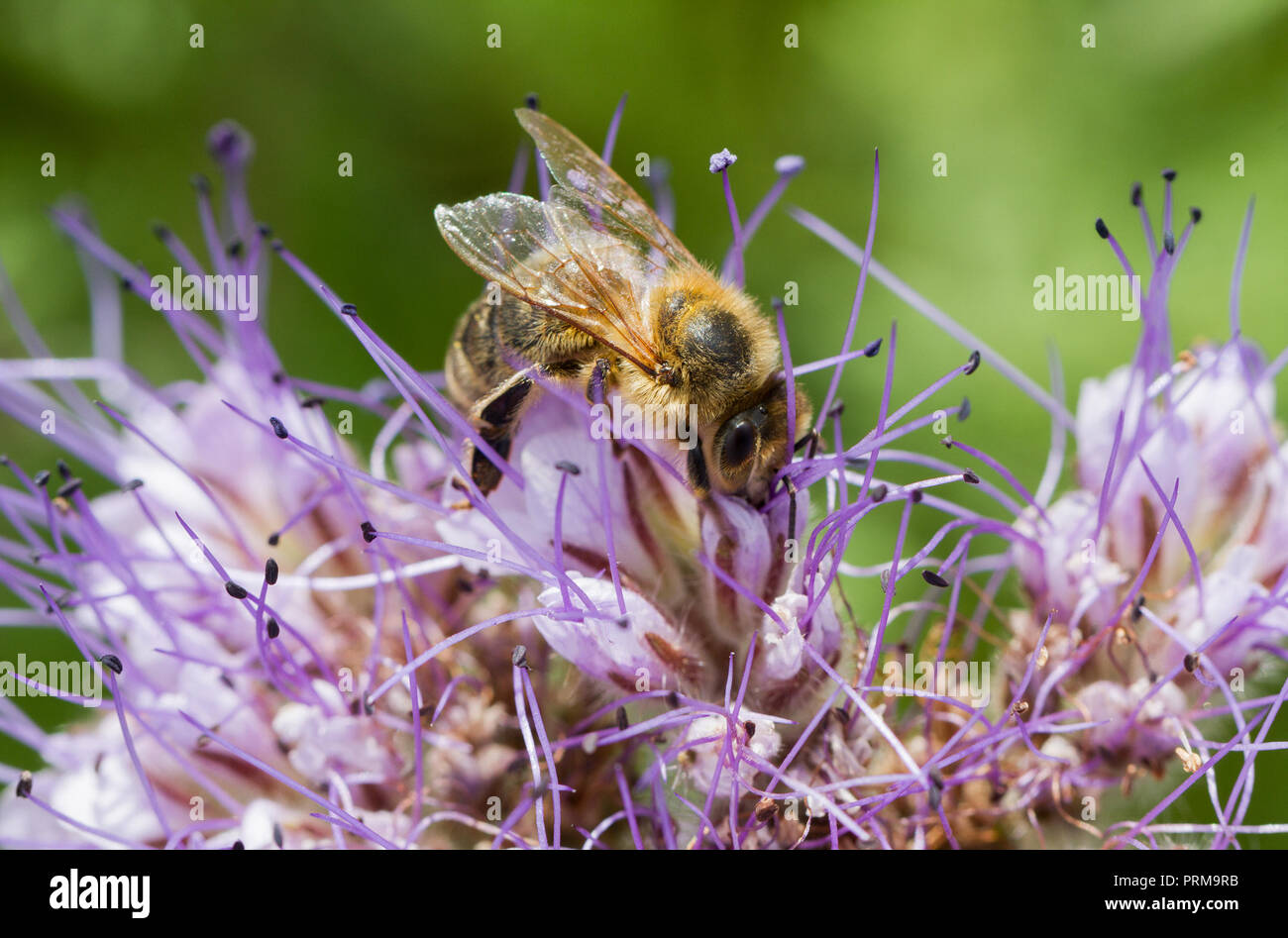Honey bee on flower of phacelia Stock Photo - Alamy