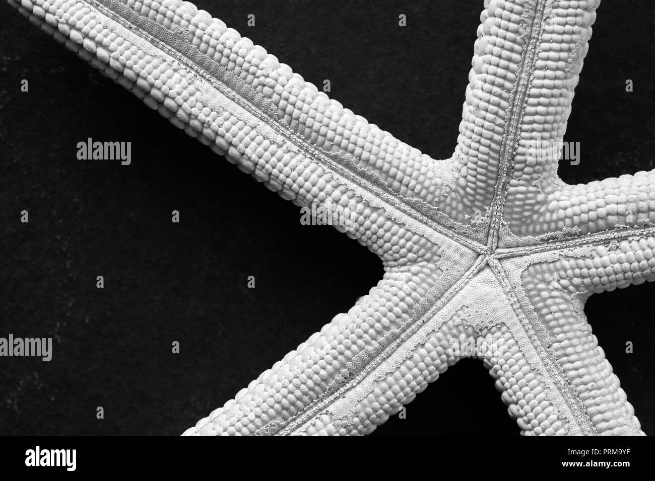 Asteroidea Black and White Stock Photos & Images - Alamy