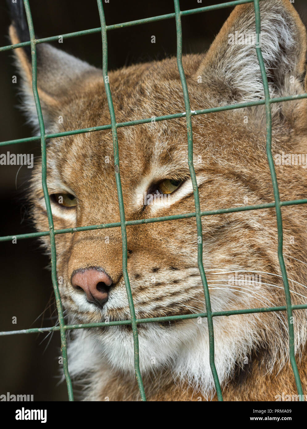 Lynx linx hi-res stock photography and images - Alamy