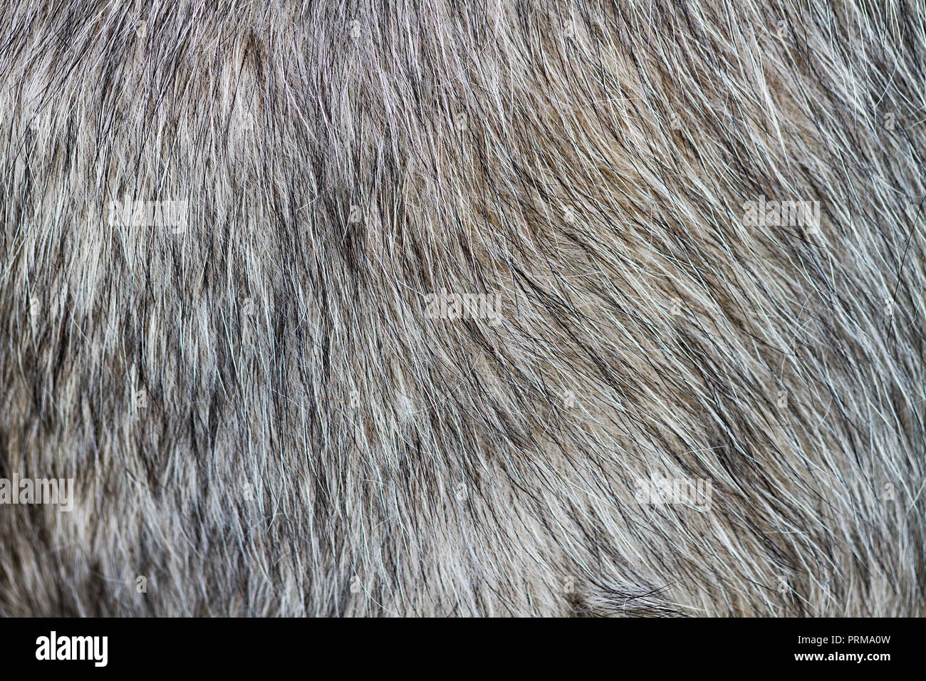 Wolf fur texture background gray hi-res stock photography and images ...