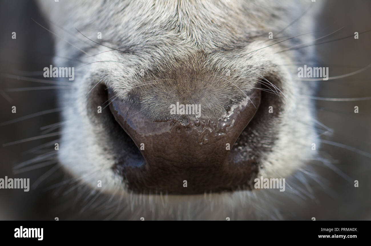 Macro of wet healthy cow nose Stock Photo - Alamy