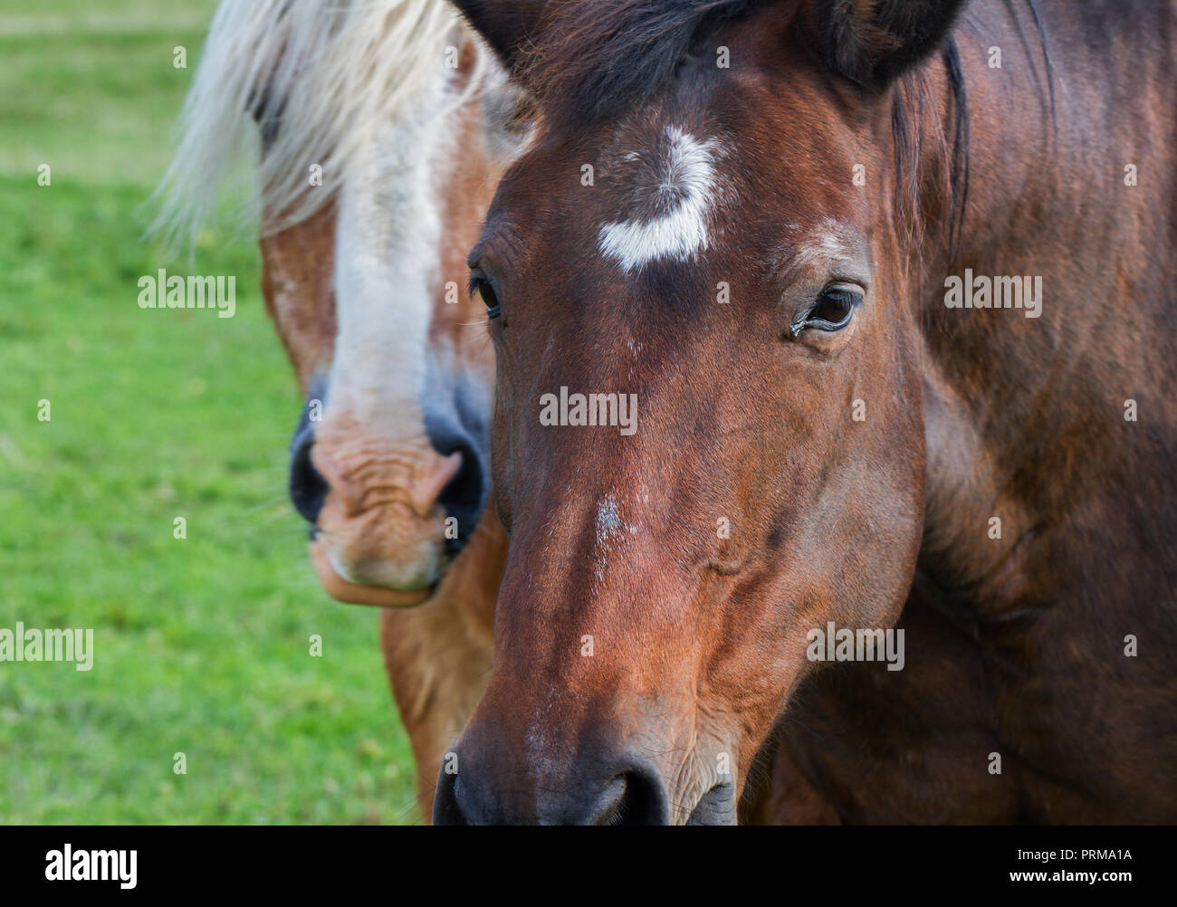 Calm horses hi-res stock photography and images - Alamy