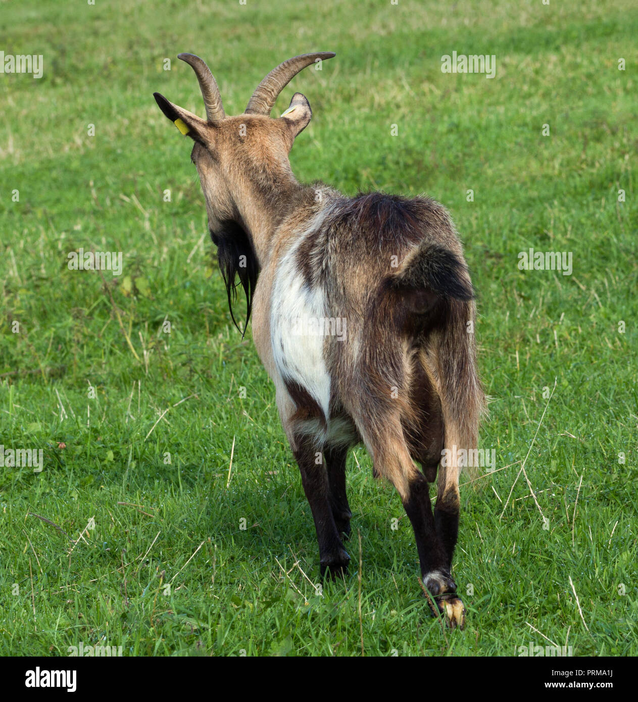 Goat looking back hi-res stock photography and images - Alamy
