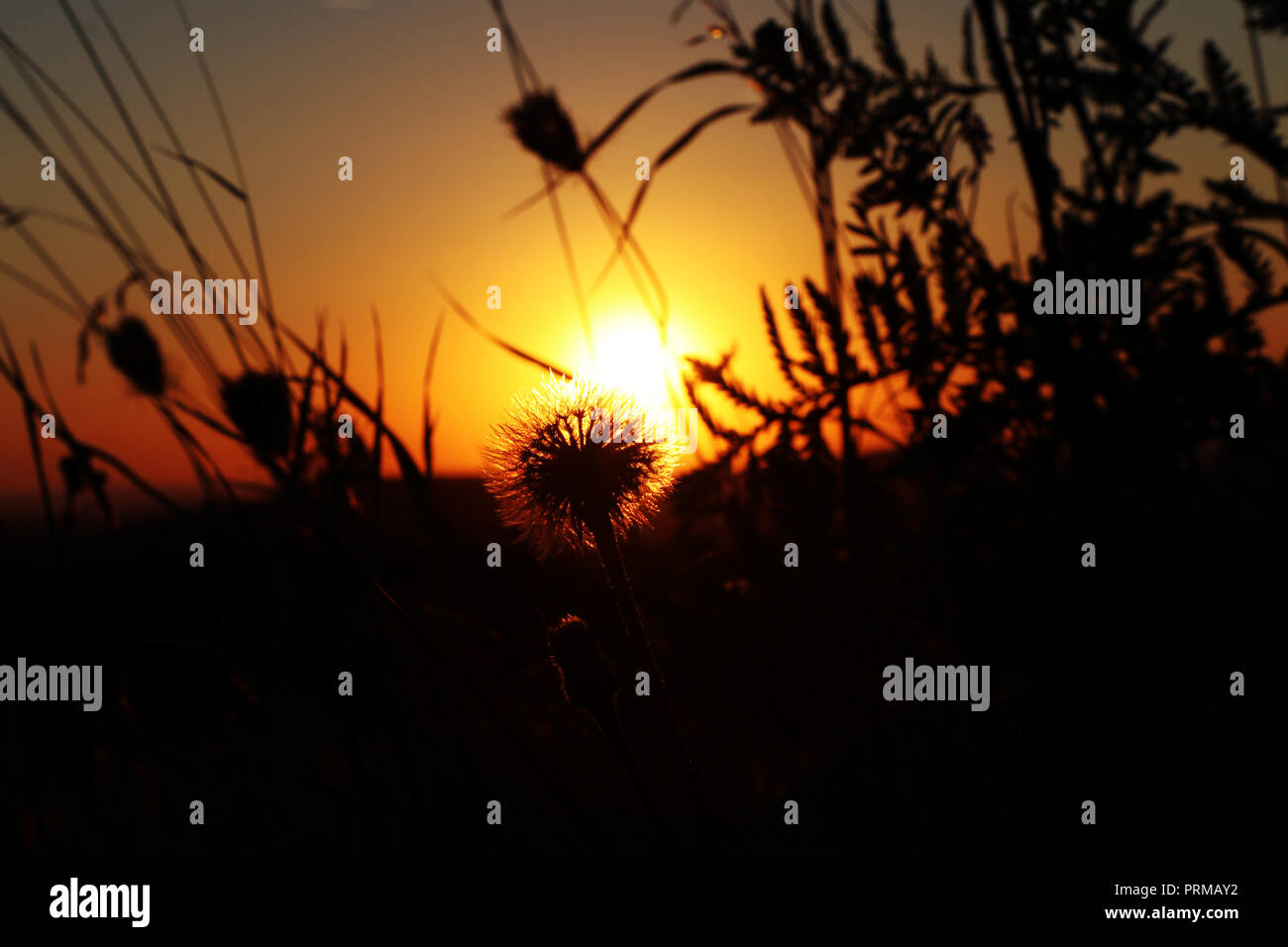 A dark dandelion and wildflowers at sunset and with clear sky. Amazing ...