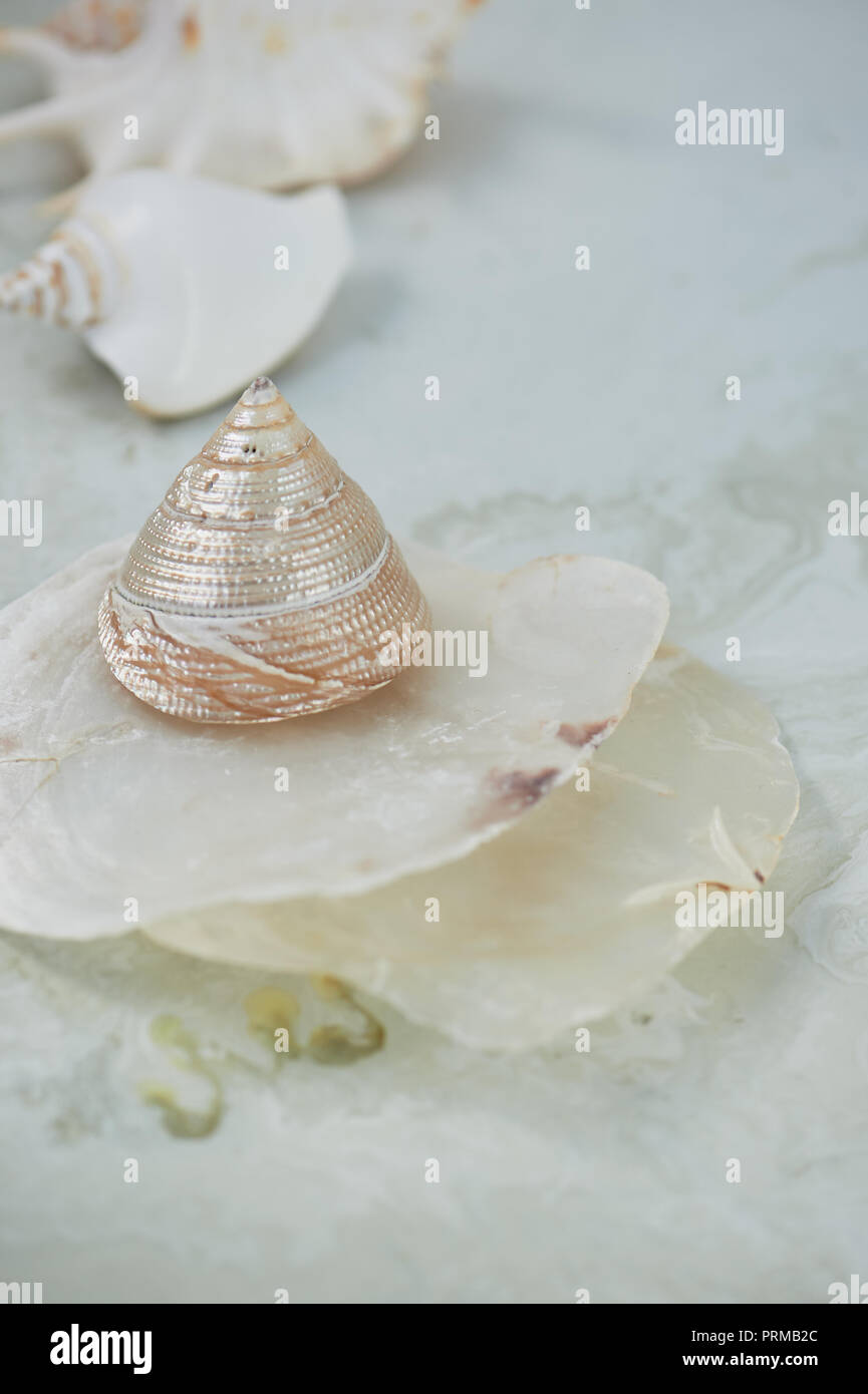 Dreams about the sea. Shells, mother of pearl,light background Stock ...