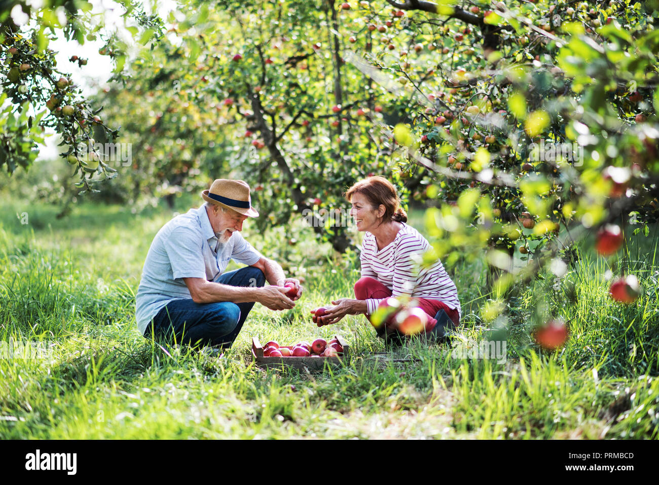 Couple picking apple orchard hi-res stock photography and images - Alamy