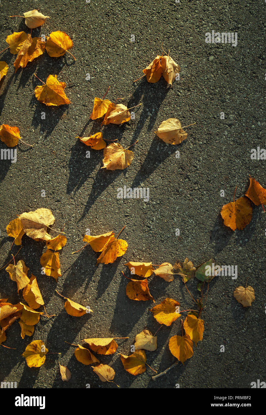 Yellow leaves on asphalt hi-res stock photography and images - Alamy