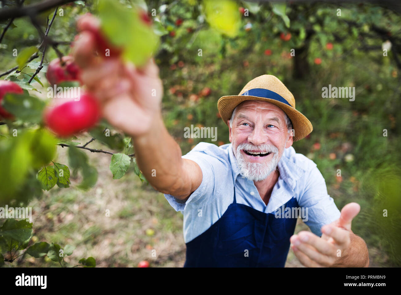 Apple picking autumn hi-res stock photography and images - Alamy