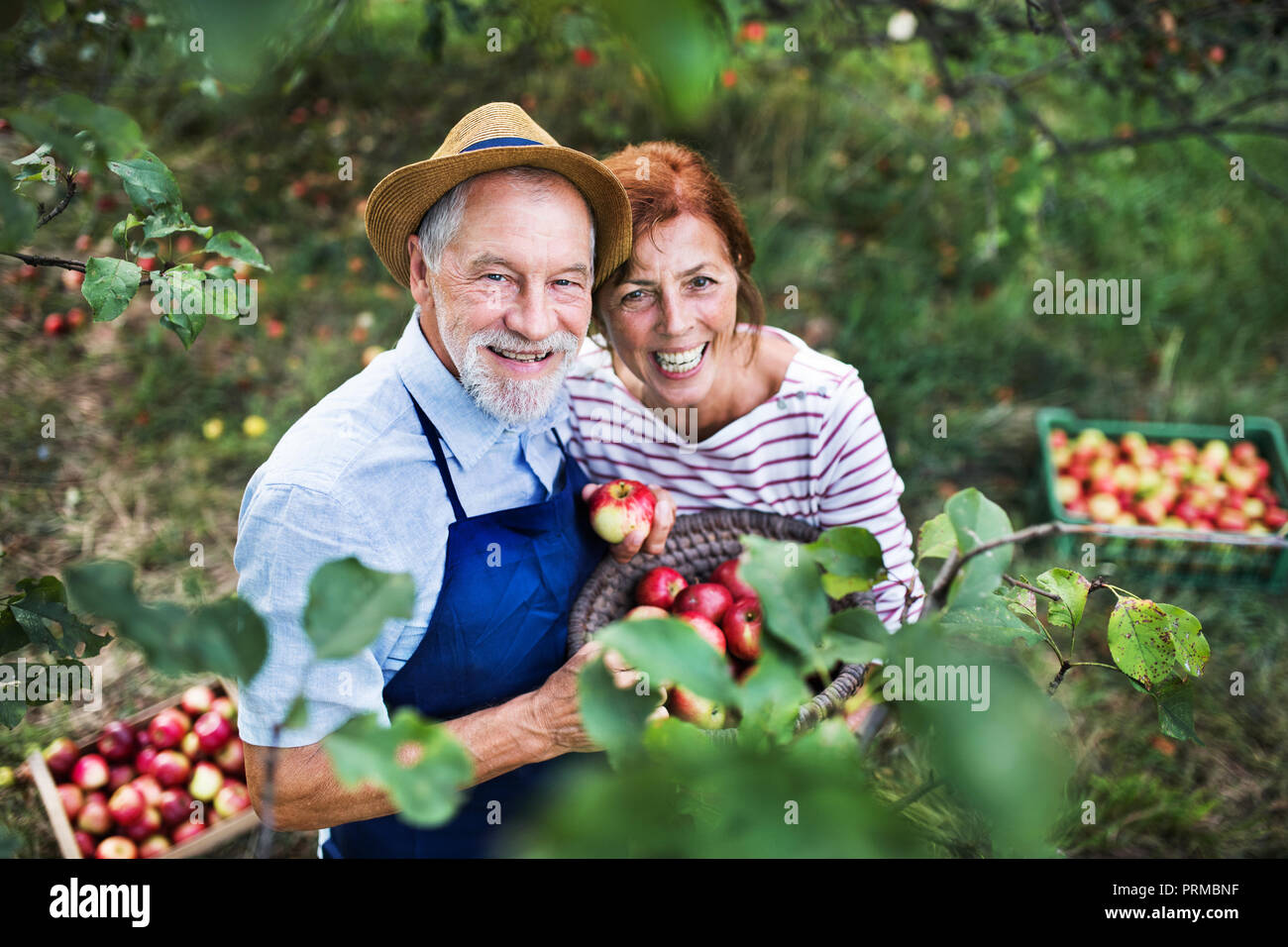 Couple picking apple orchard hi-res stock photography and images - Alamy