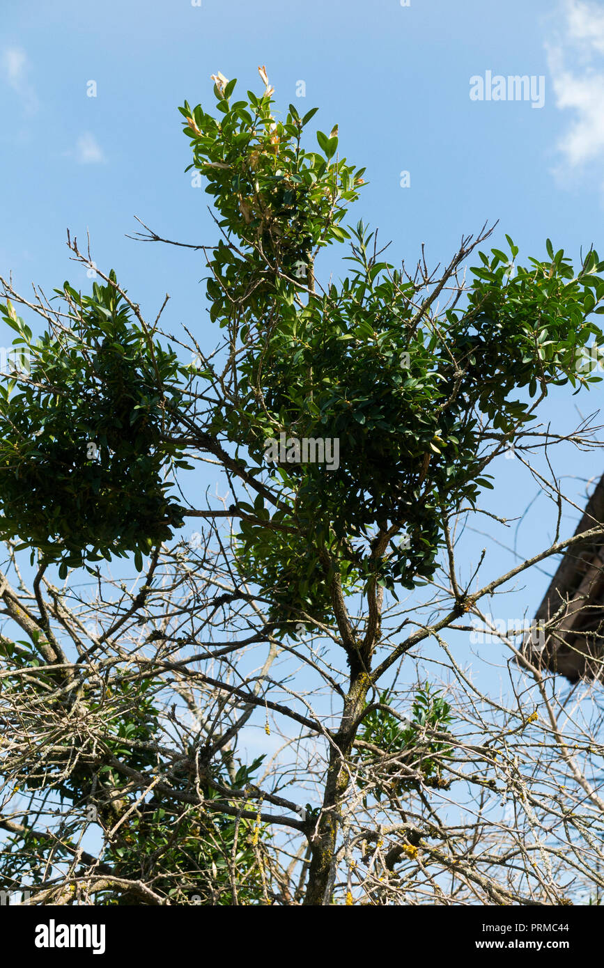 Boxtree caterpillar hi-res stock photography and images - Alamy