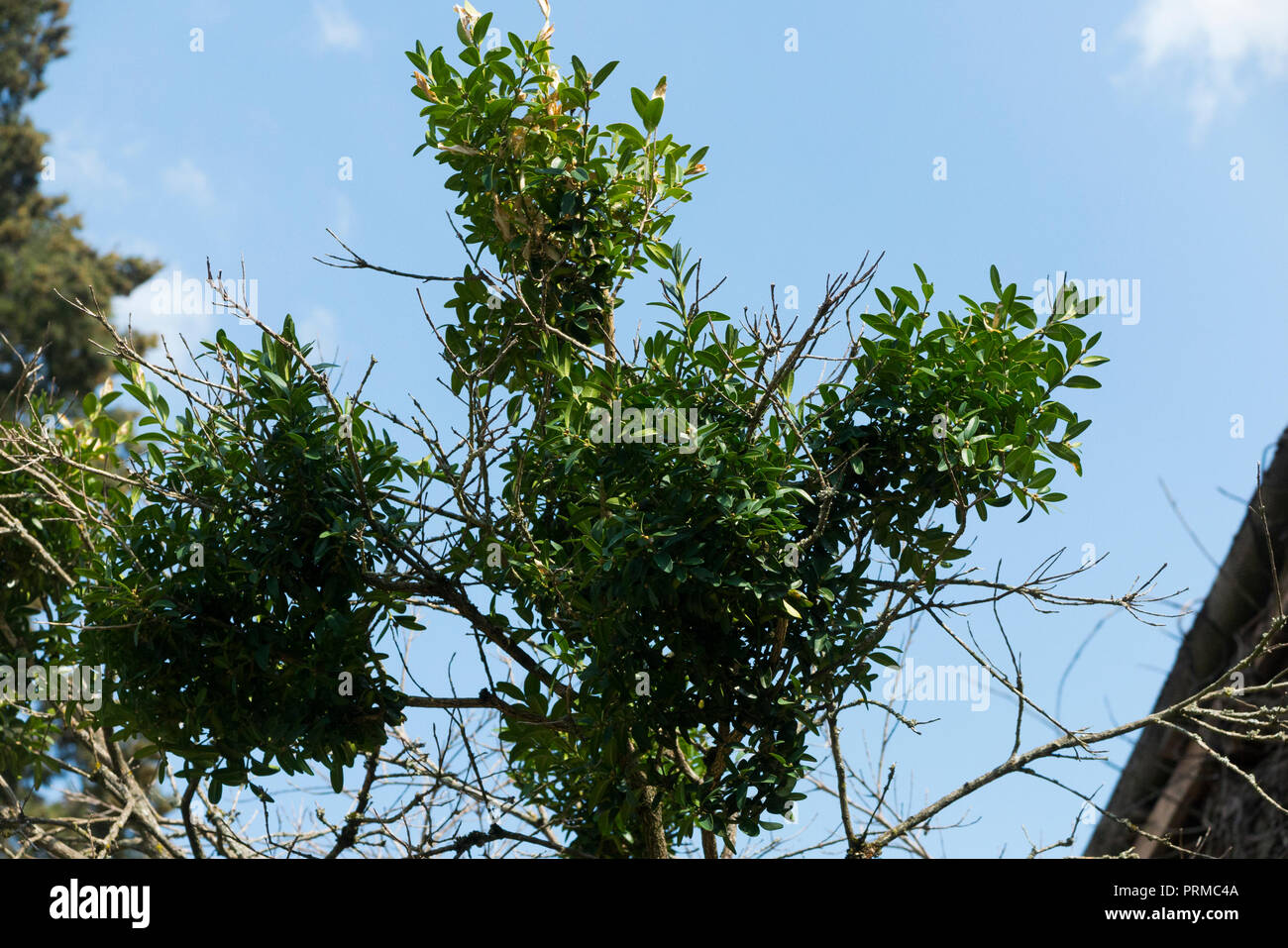 Boxtree caterpillar hi-res stock photography and images - Alamy