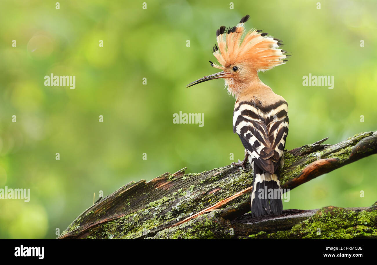 Eurasian Hoopoe or Common hoopoe (Upupa epops Stock Photo - Alamy