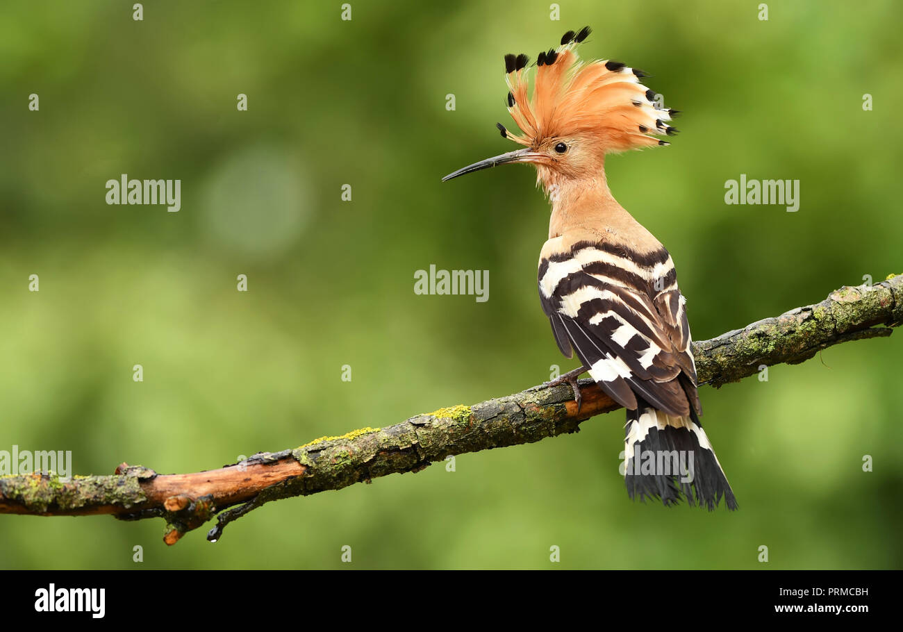 Eurasian Hoopoe or Common hoopoe (Upupa epops Stock Photo - Alamy