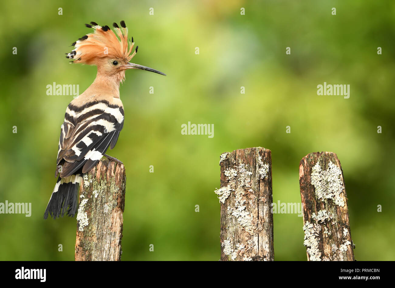 Eurasian Hoopoe or Common hoopoe (Upupa epops Stock Photo - Alamy