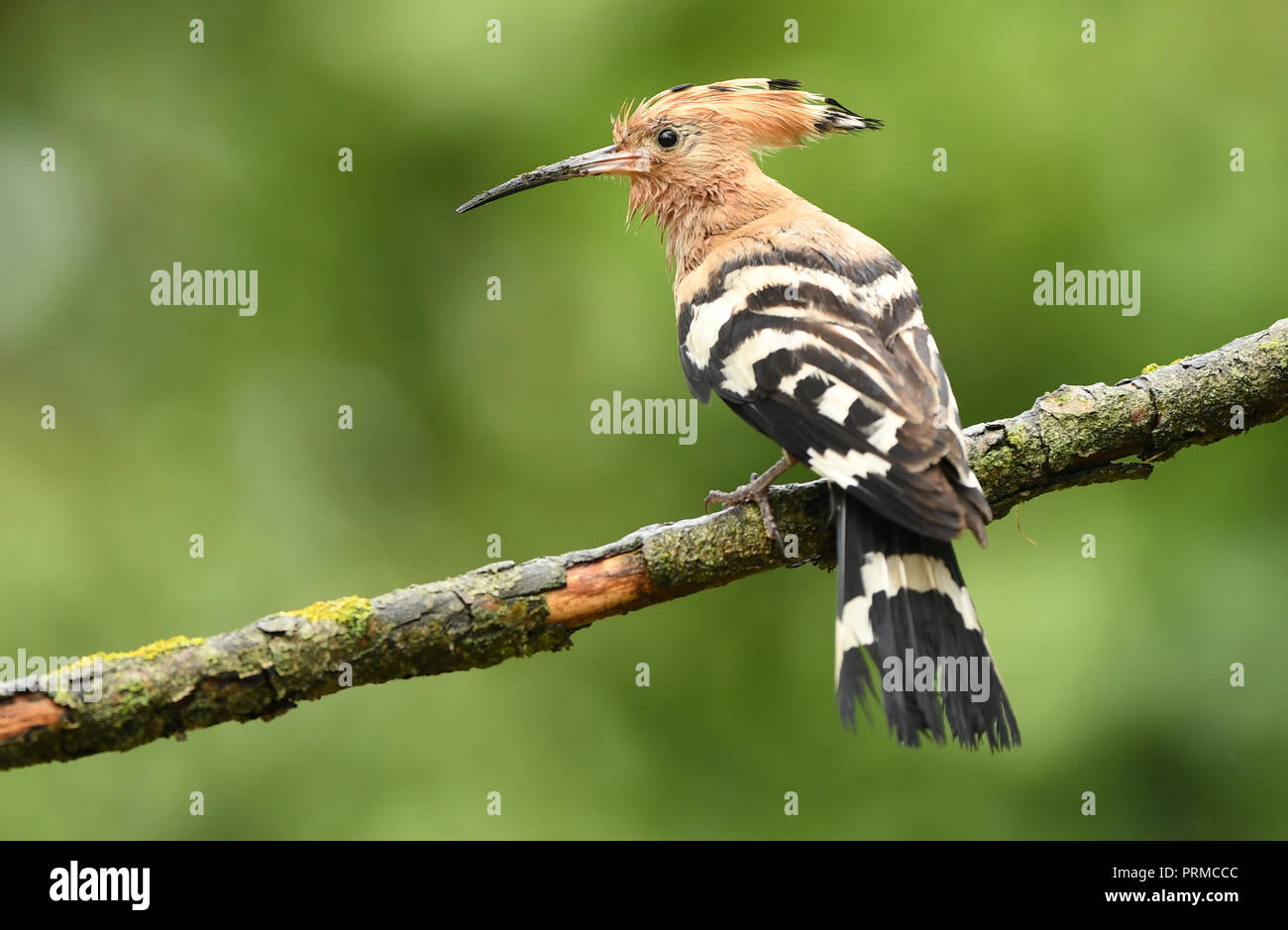 Eurasian Hoopoe or Common hoopoe (Upupa epops Stock Photo - Alamy
