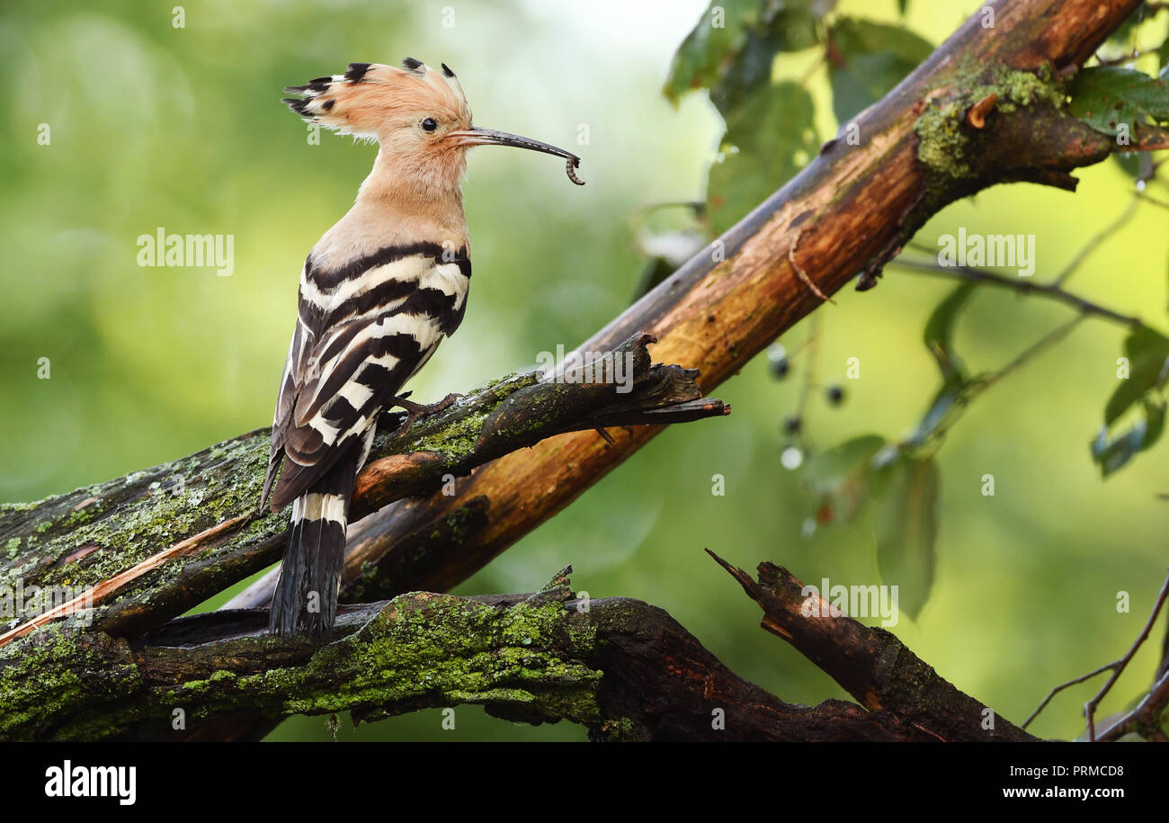 Tereus hi-res stock photography and images - Alamy