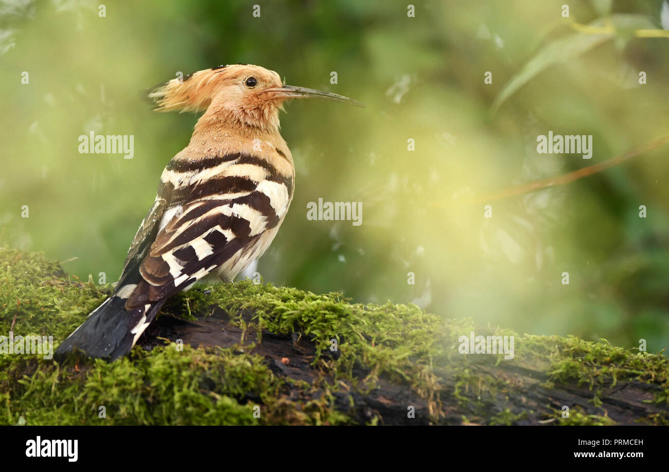 Eurasian Hoopoe or Common hoopoe (Upupa epops Stock Photo - Alamy
